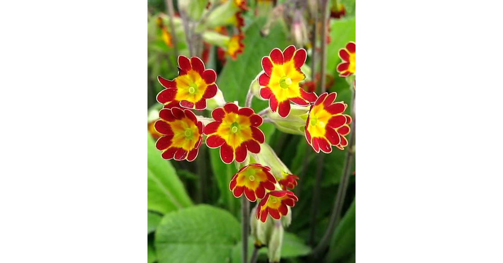 Primula veris 'Sunset Shades' – Tavaszi kankalin