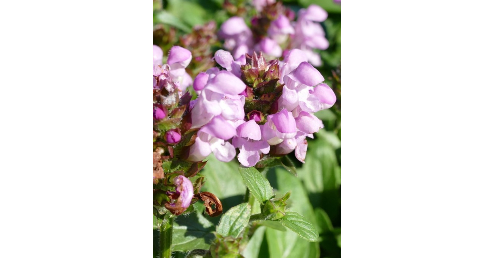 Prunella grandiflora 'Loveliness Pink' - Nagyvirágú gyíkfű