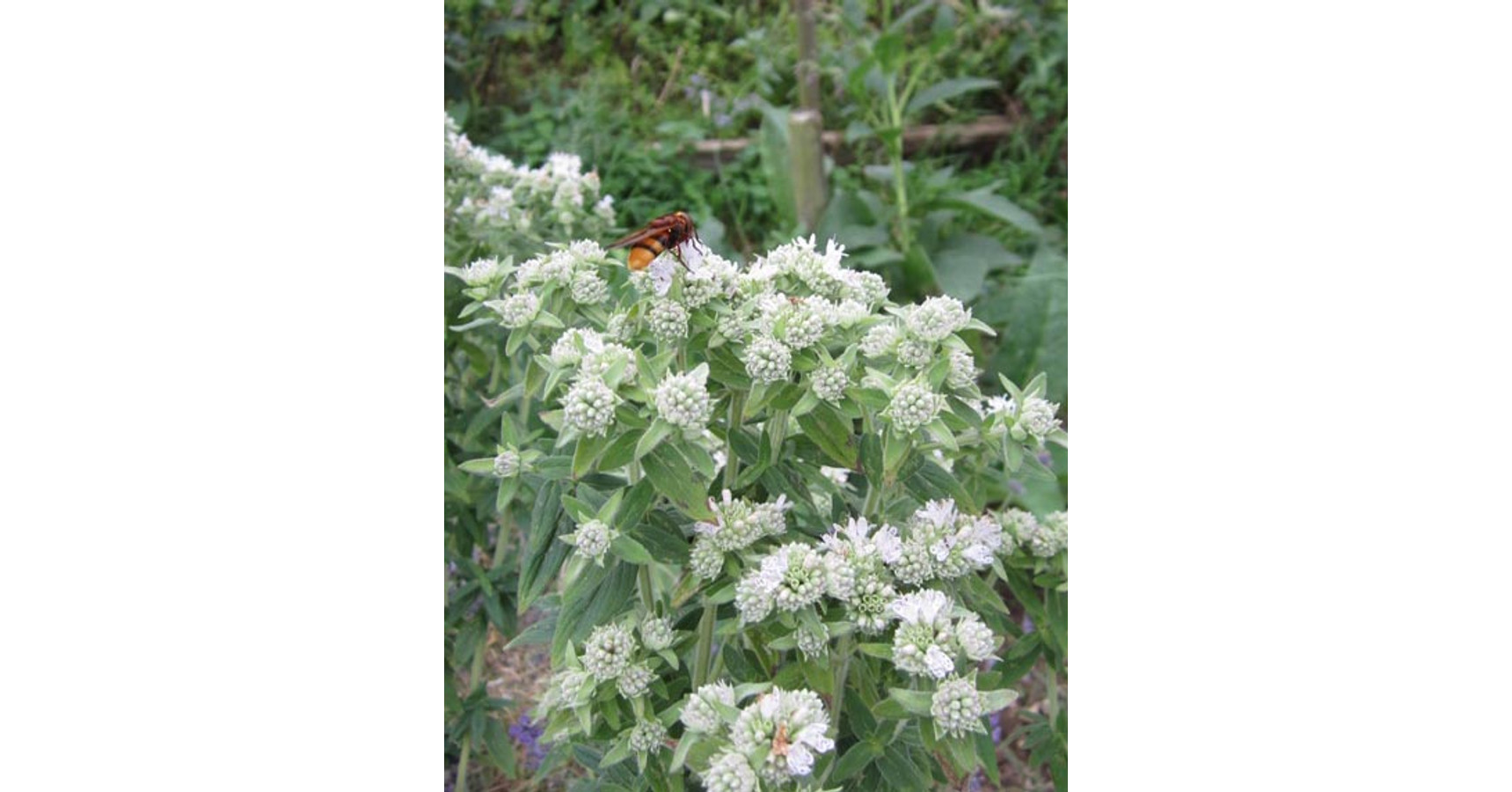 Pycnanthemum pilosum 'Bees' Friend' – Gyapjas hegyimenta