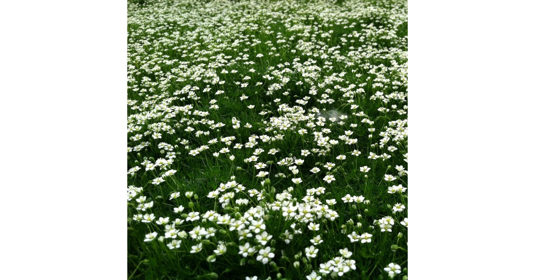Sagina subulata 'Irish Moss' – Szálkás zöldhúr