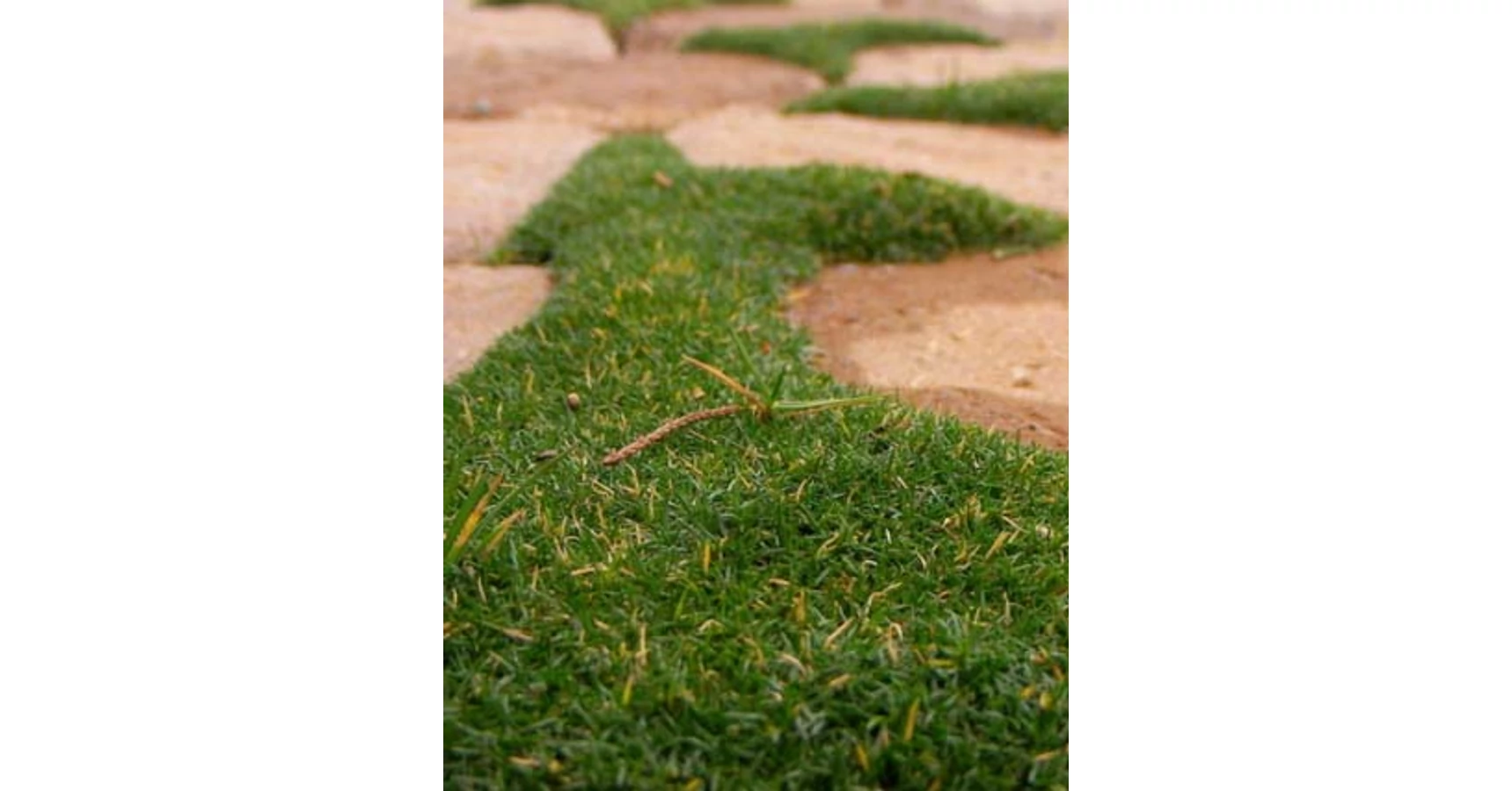 Sagina subulata 'Moss Green' – Szálkás zöldhúr