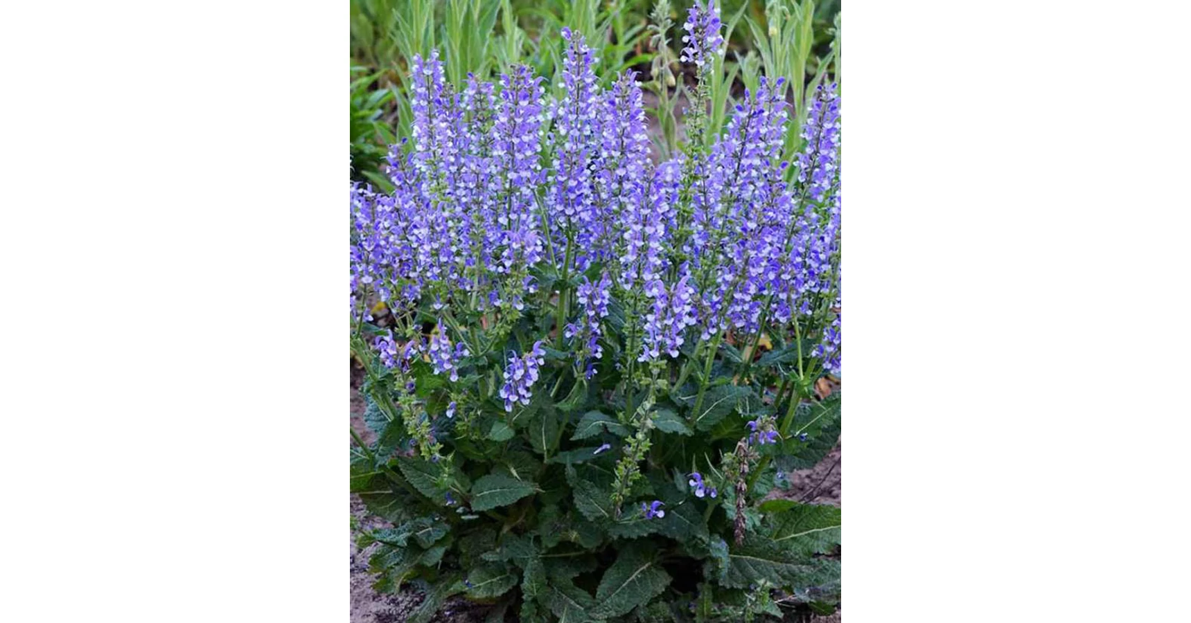 Salvia 'Azure Snow' – Hibrid zsálya