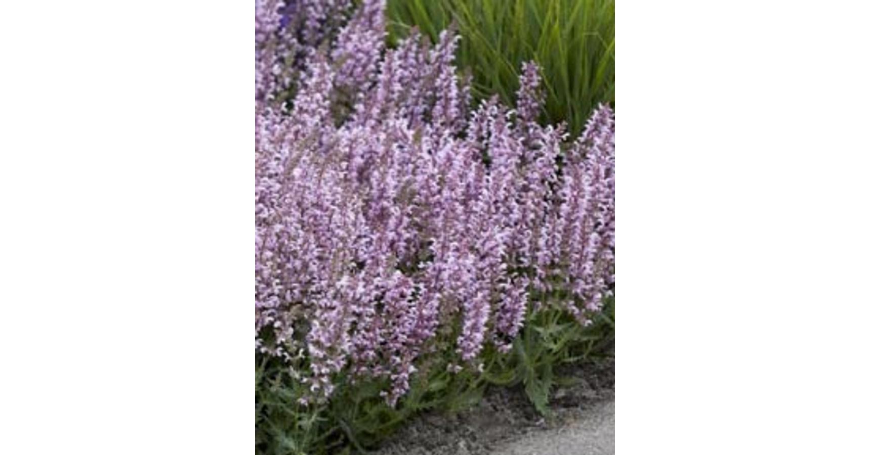 Salvia 'Feathers Flamingo' – Hibrid zsálya