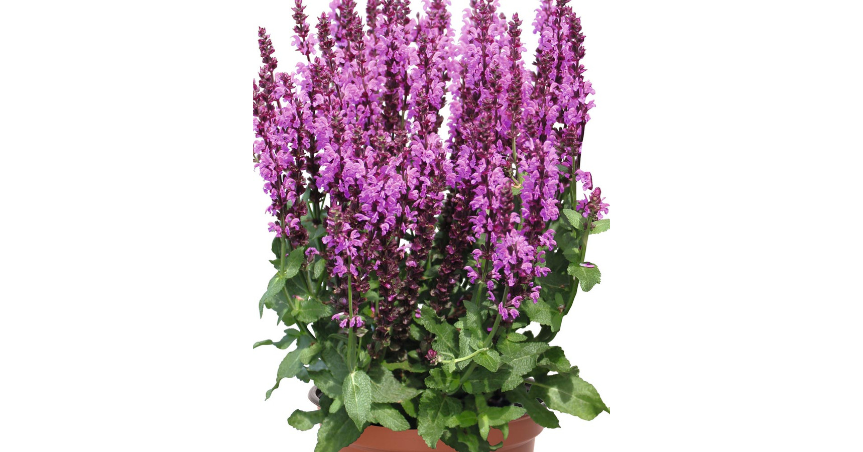 Salvia nemorosa 'Royal Magenta' – Ligeti zsálya
