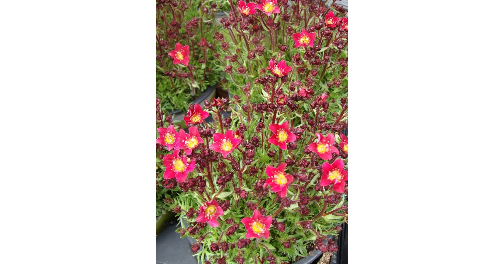 Saxifraga arendsii 'Touran Deep Red' - Kőtörőfű
