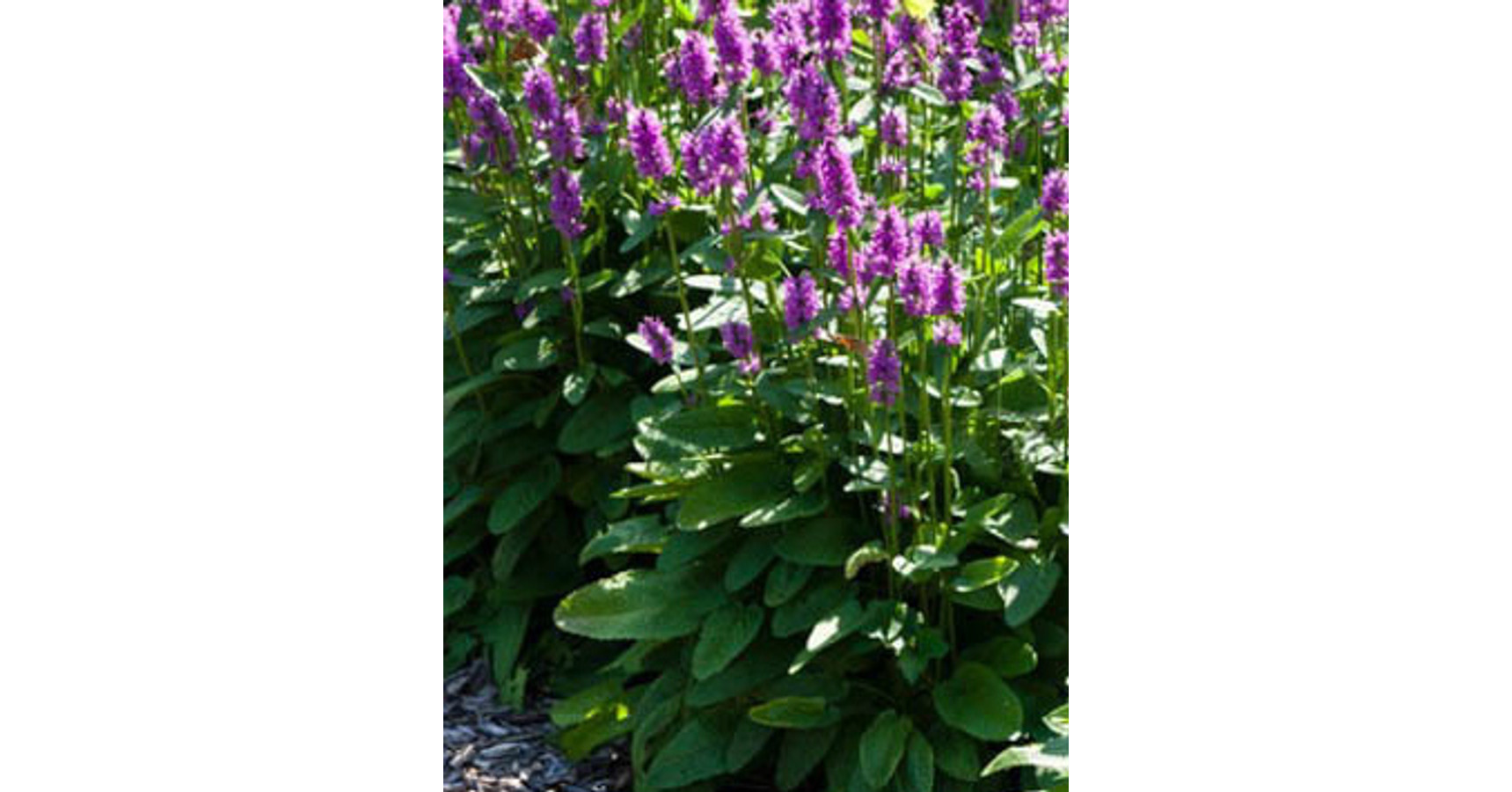 Betonica hirsuta 'Hummelo' (syn.: Stachys monieri) - Nagyvirágú tisztesfű