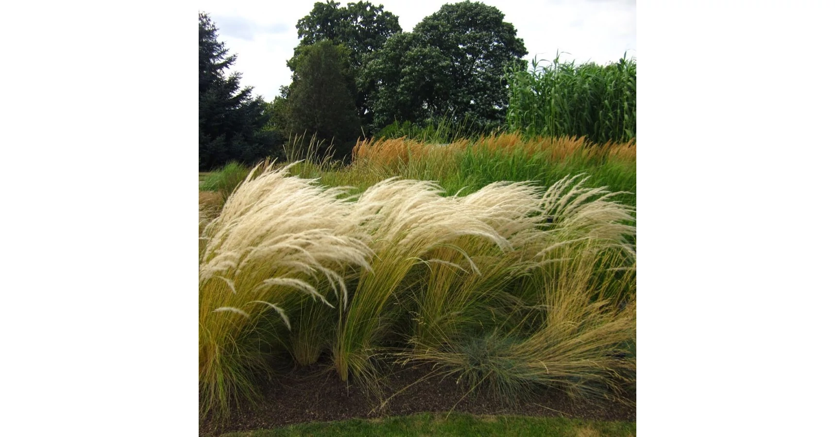 Stipa ichu – Árvalányhaj