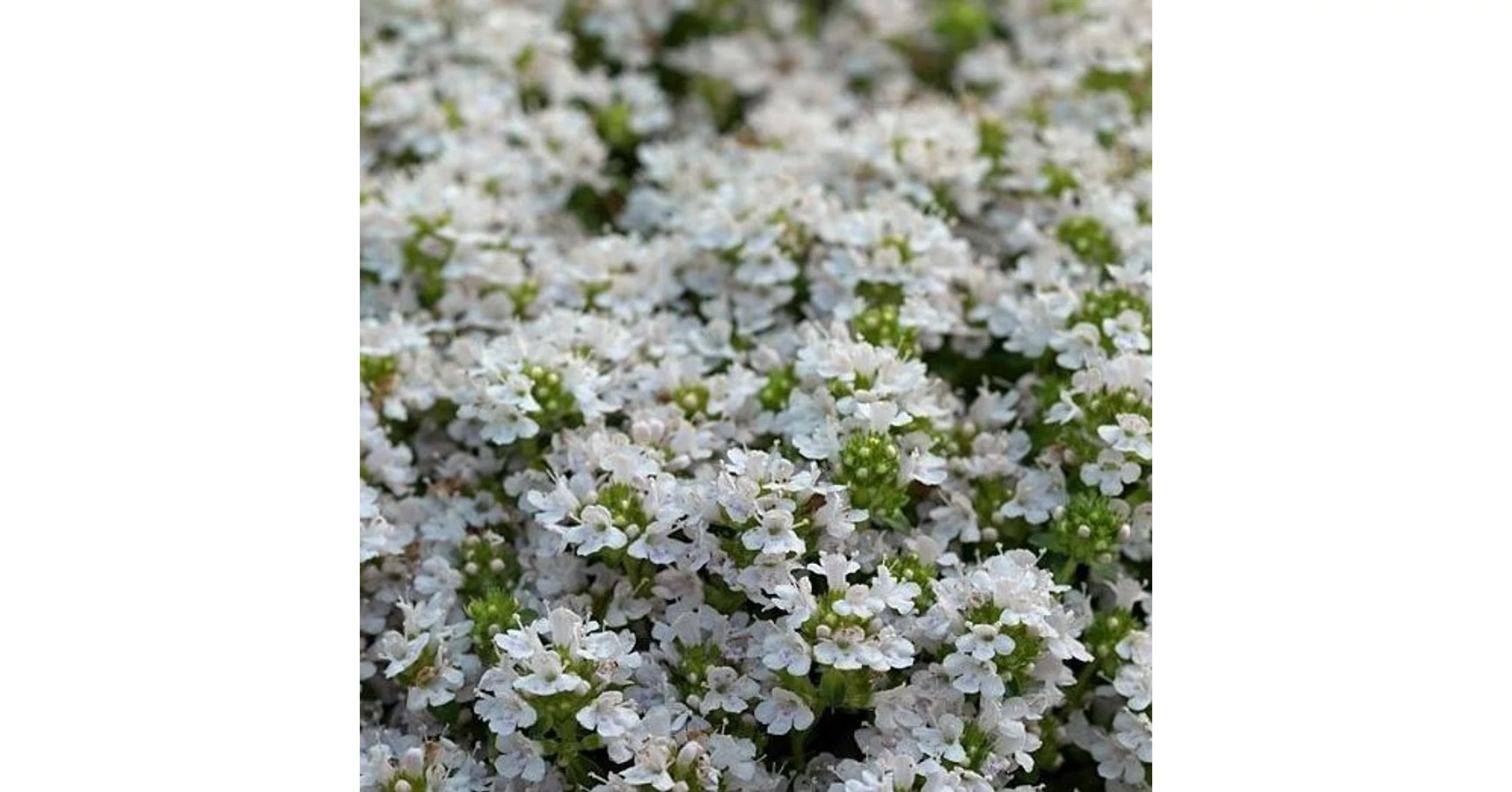 Thymus praecox 'Snowdrift' – Korai kakukkfű