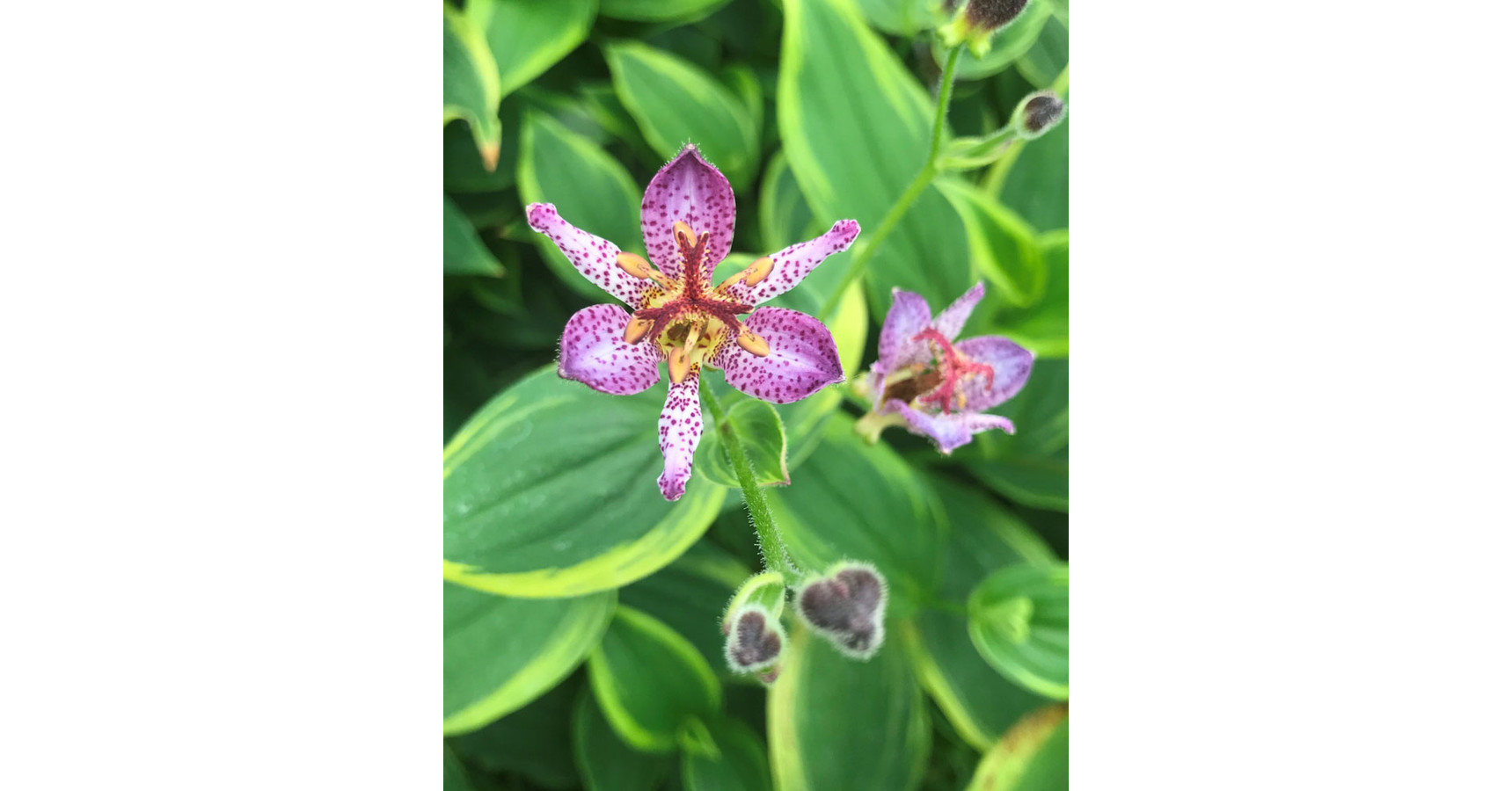 Tricyrtis formosana 'Autumn Glow' – Tajvani púpliliom, Tajvani varasliliom
