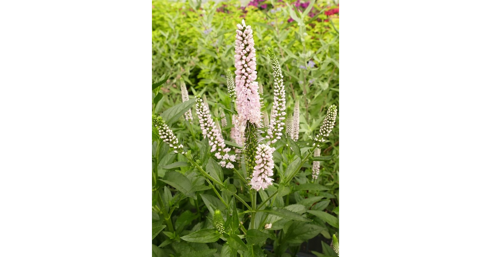 Veronica longifolia 'First Lady' – Veronika