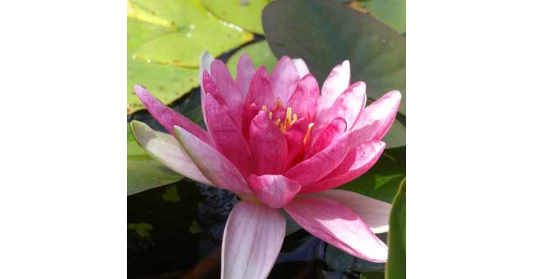 Nymphaea 'Conqueror' – Bordó tavirózsa