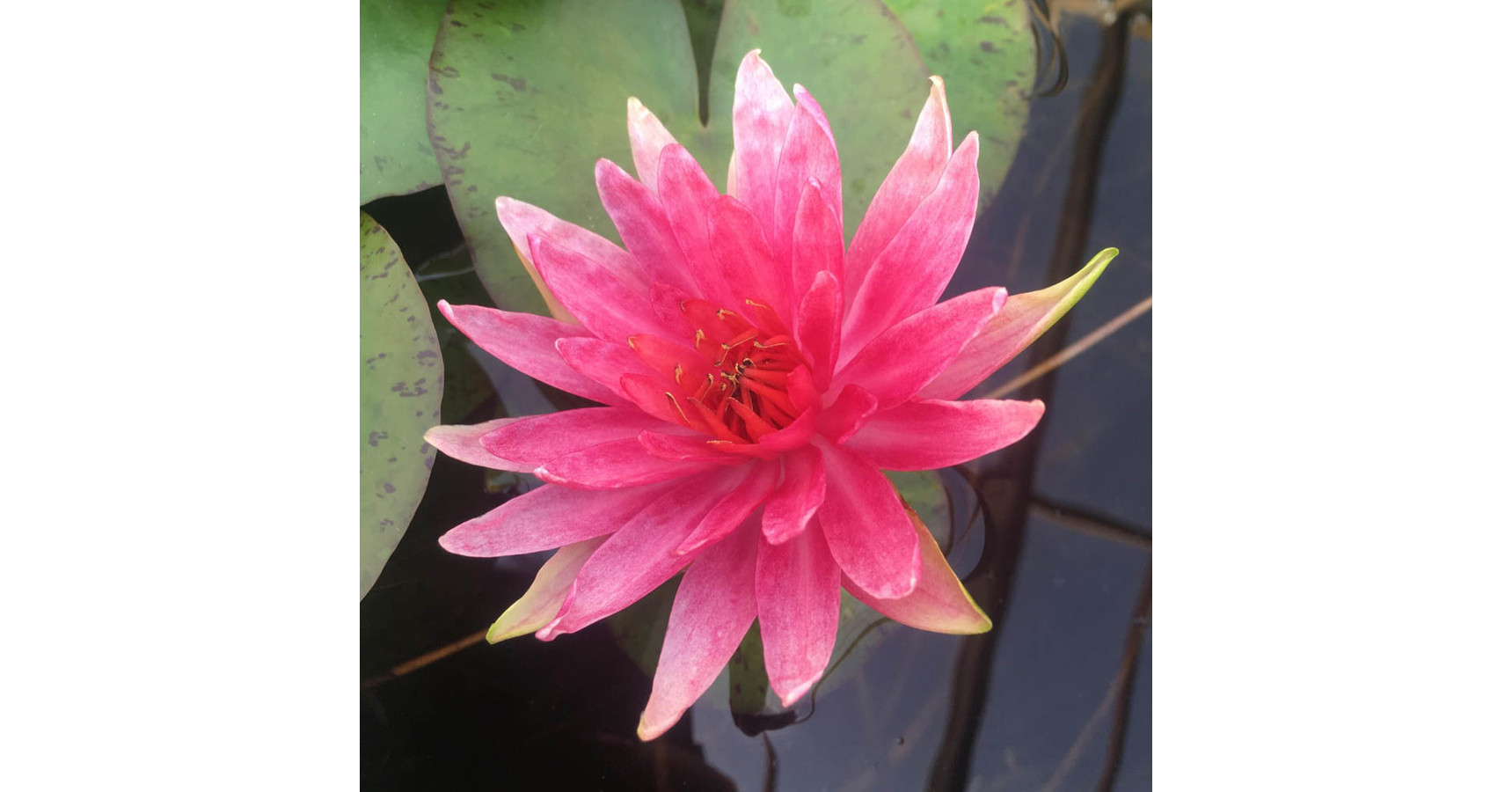 Nymphaea 'Red Spider' – Piros tavirózsa