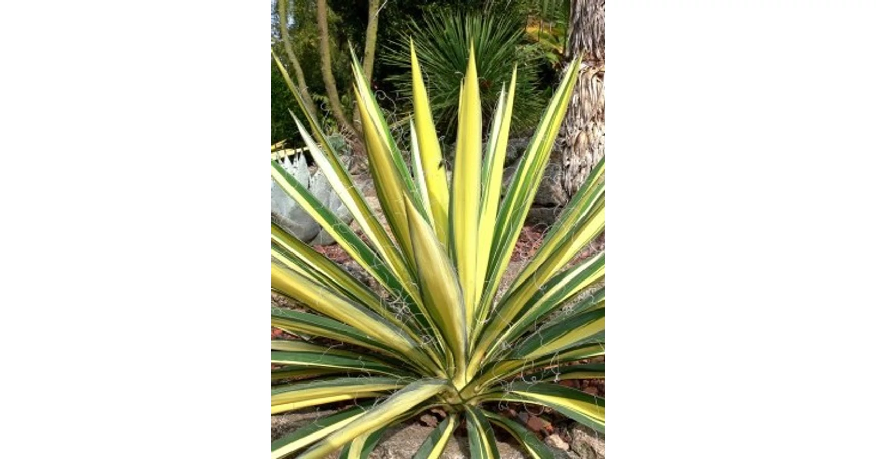 Yucca filamentosa 'Gold Heart' - Fürtös pálmaliliom