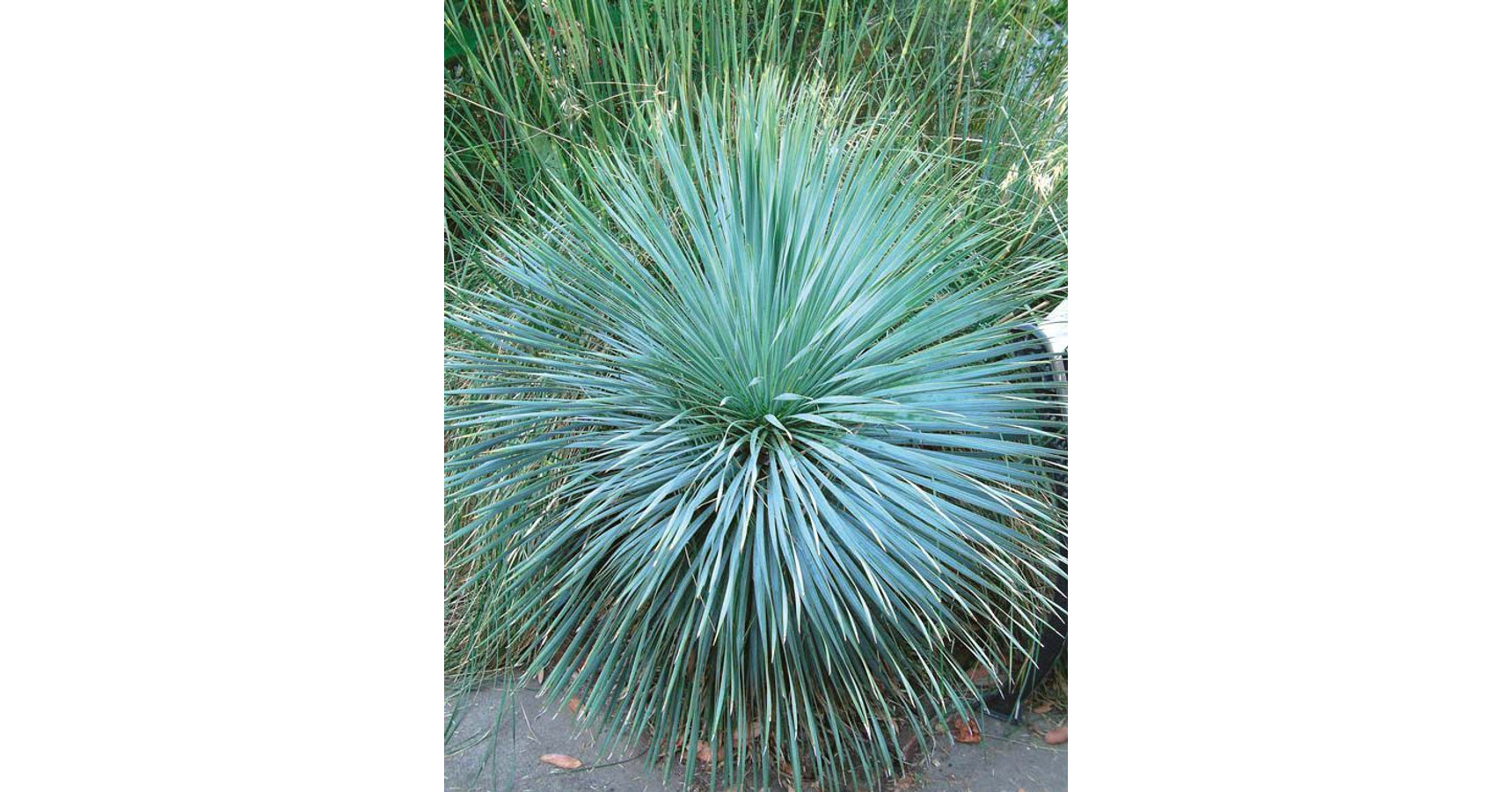 Yucca rostrata 'Sapphire Skies' – Pálmaliliom