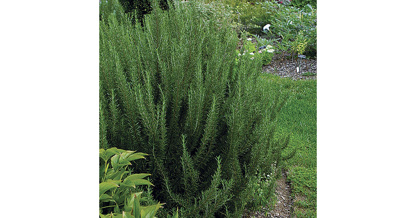 Rosmarinus officinalis 'Arp' – Rozmaring