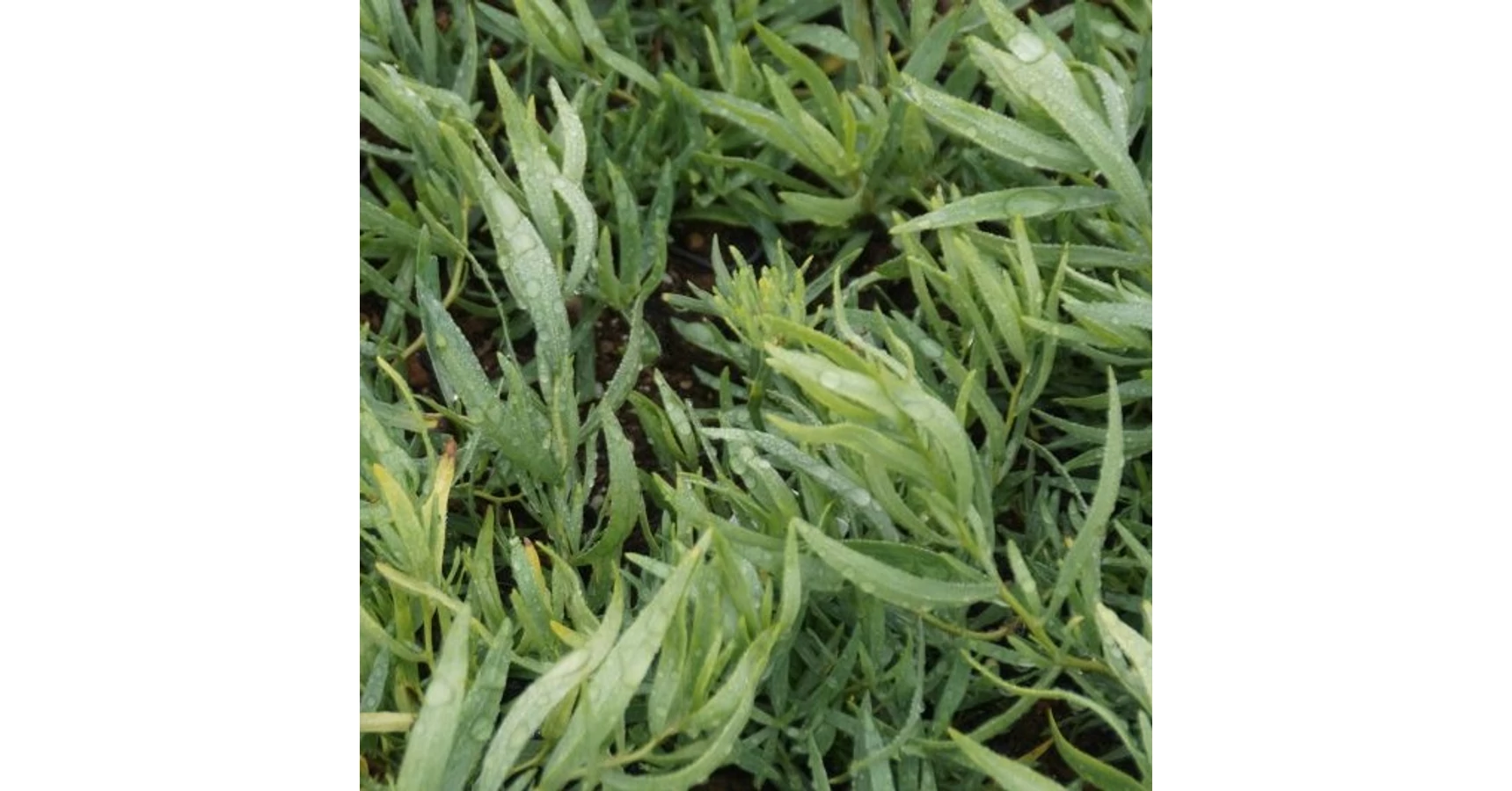 Artemisia dracunculus 'Baden-Baden' – Tárkony