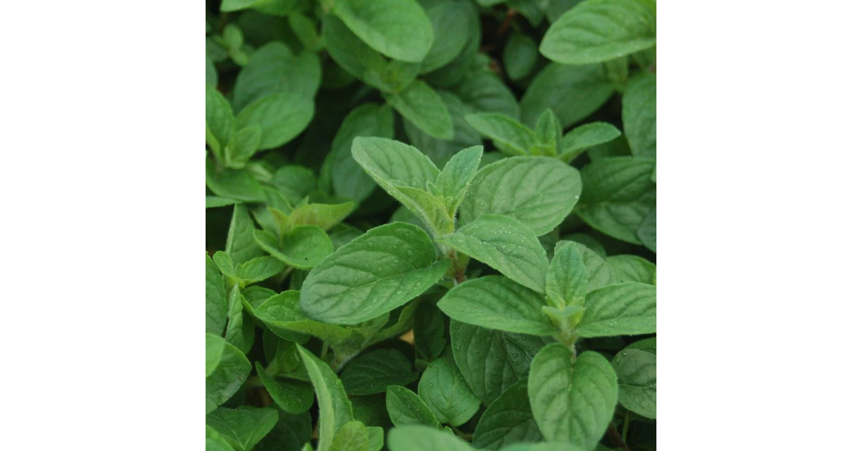 Mentha 'Hillary's Sweet Lemon' – Menta