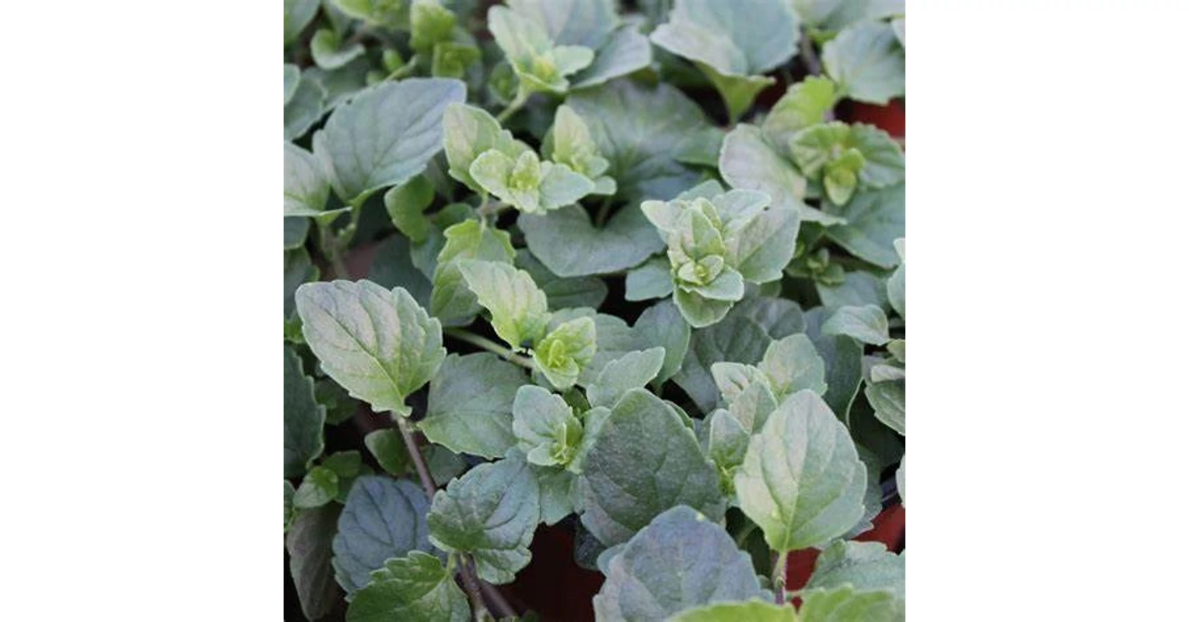 Satureja douglassi – Indián menta
