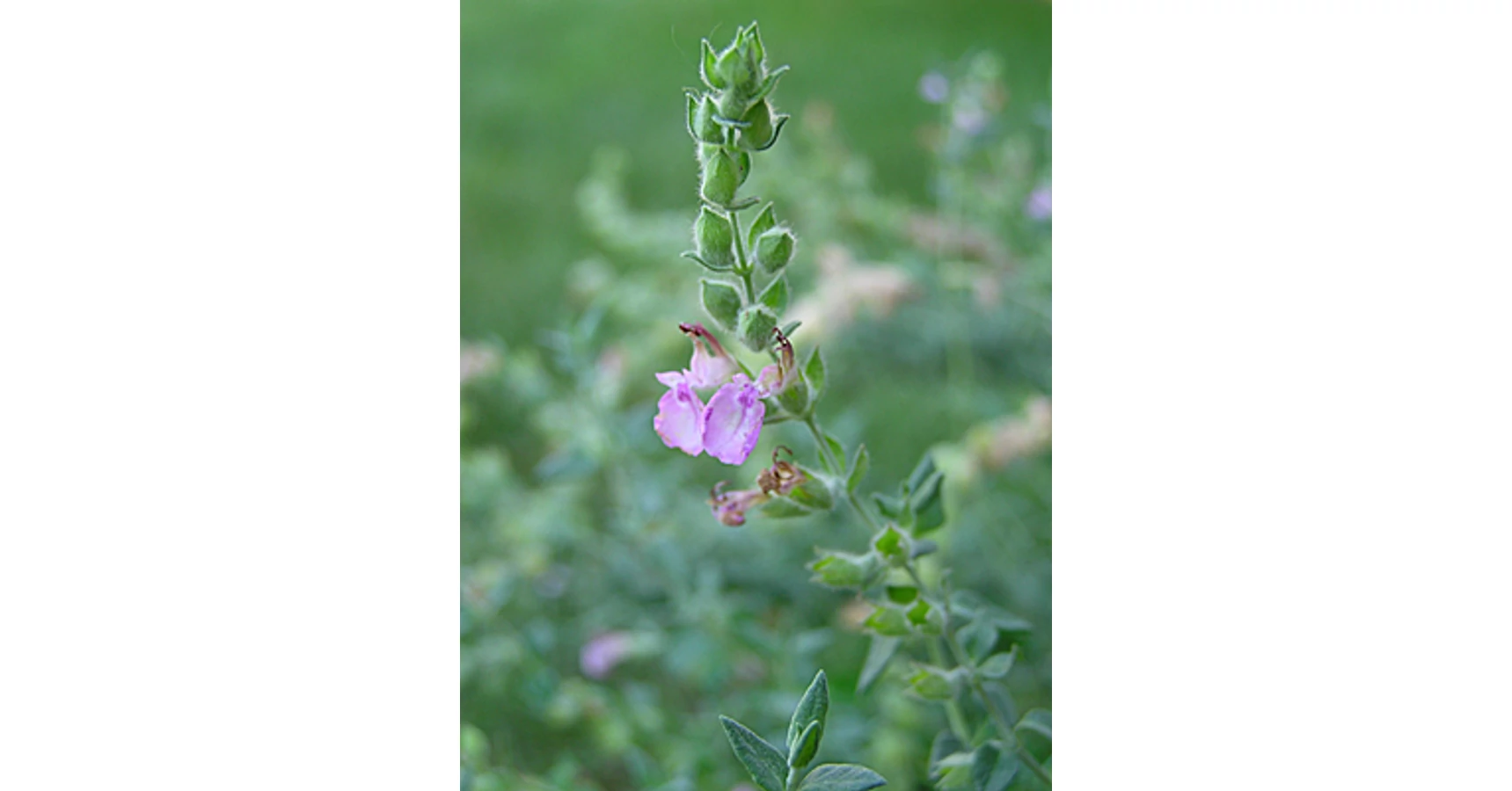 Teucrium marum - Macska gamandor
