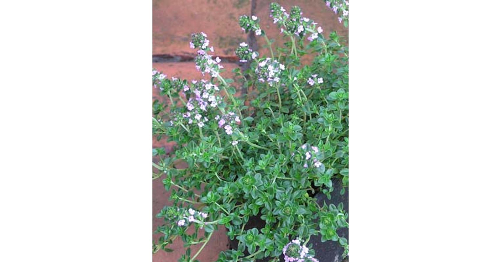 Thymus citriodorus 'Doone Valley' - Tarka kúszó citromillatú kakukkfű