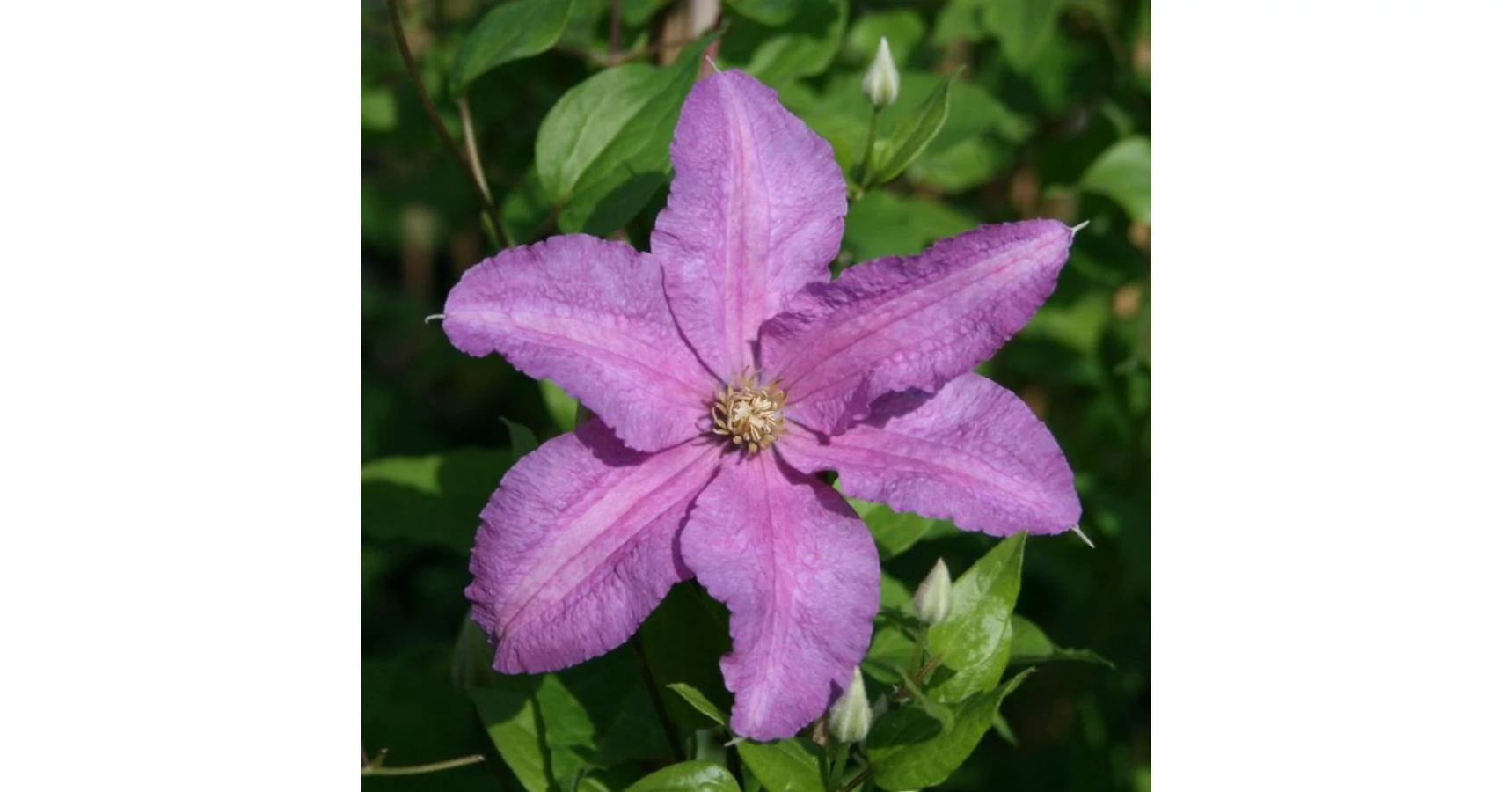 Clematis 'Danuta' - Iszalag (rózsaszín, nagyvirágú)