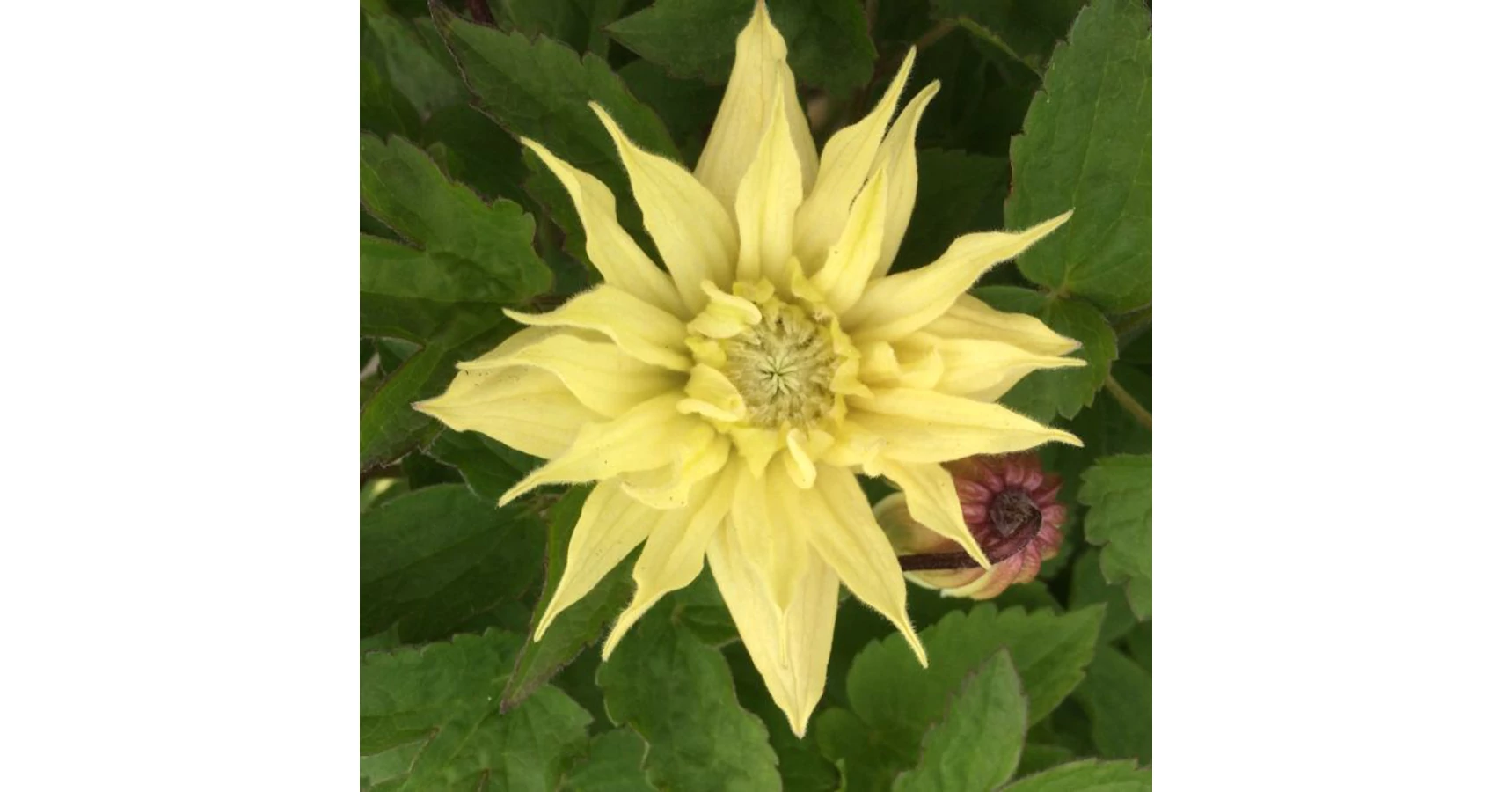 Clematis koreana 'Amber'® – Koreai iszalag