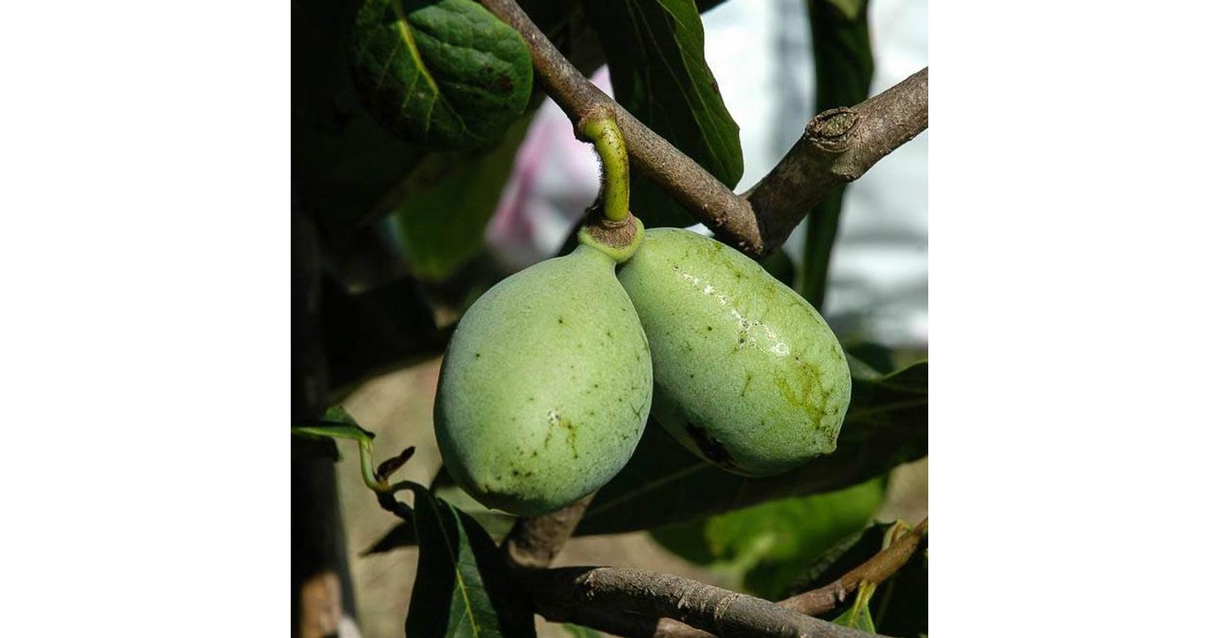 Asimina triloba 'Taylor' – Indián banán