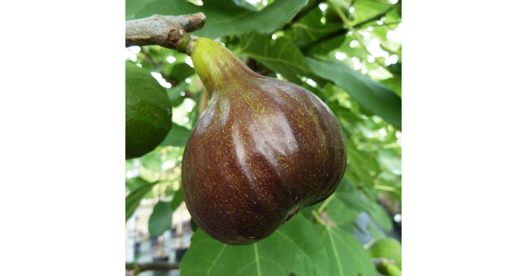 Ficus carica 'Bornholm' (syn.: 'Bornholm's Diamant') – Füge