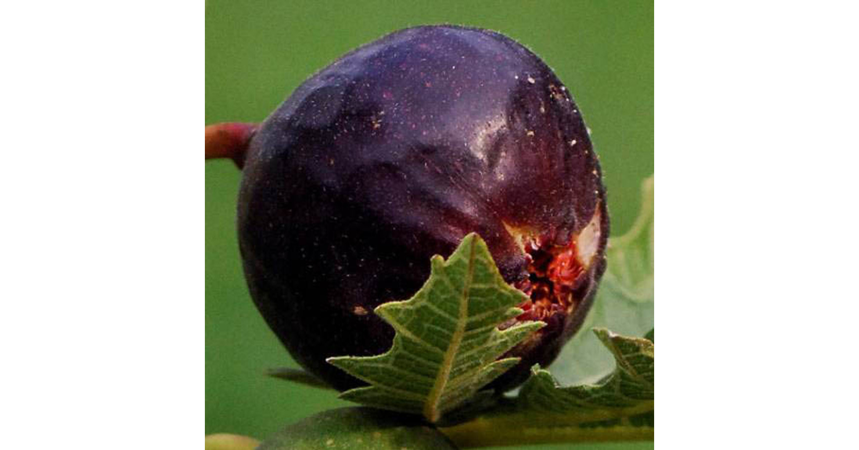 Ficus carica 'Ice Crystal' – Füge