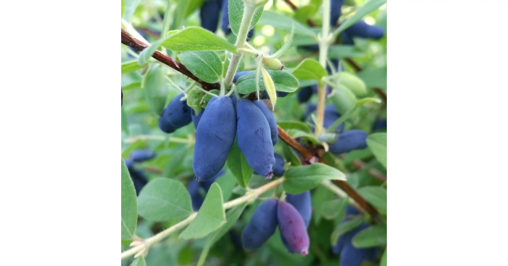 Lonicera caerulea 'Blue Pagoda' – Kék mézbogyó