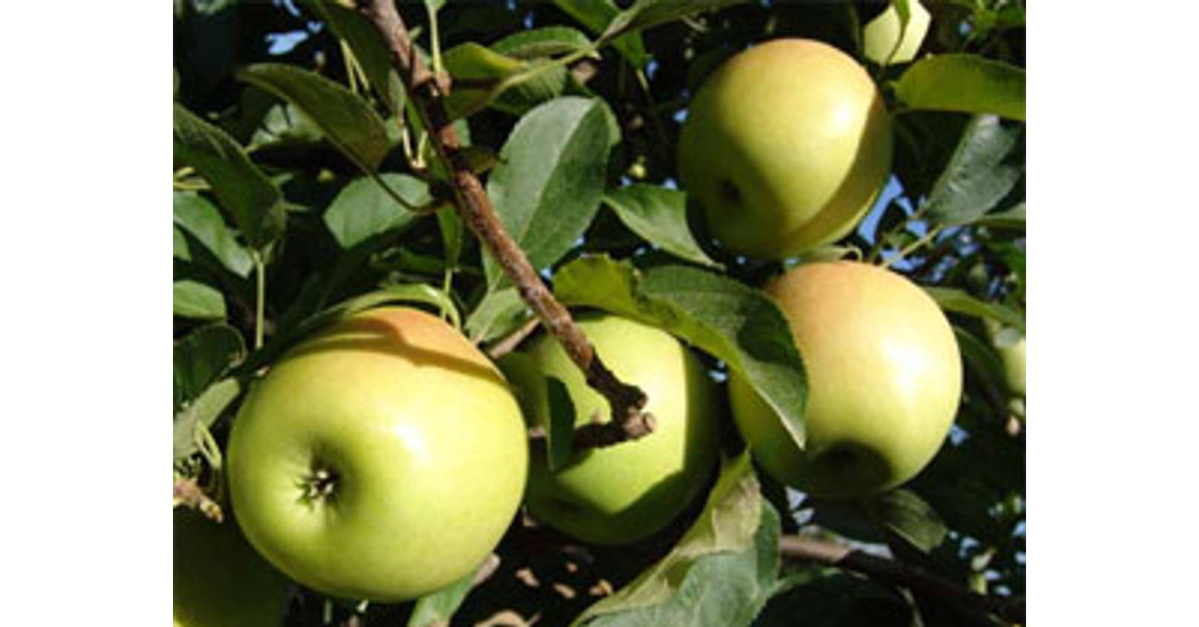 'Golden Reinders' alma – Extra méretű koros alma