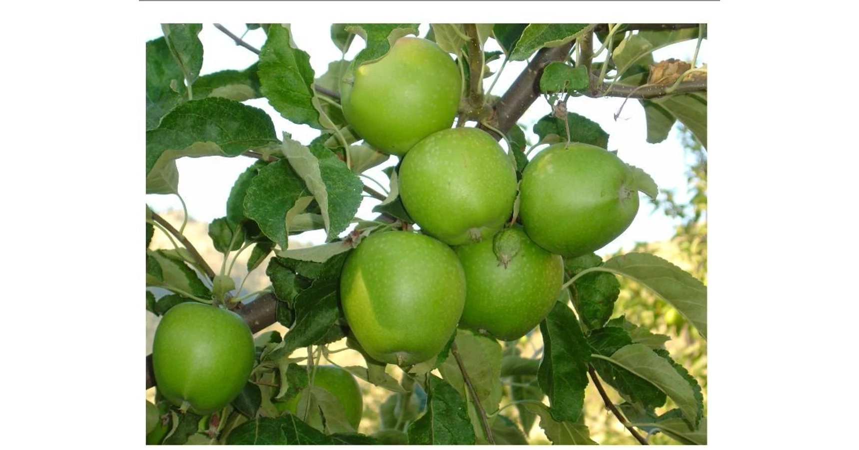'Granny Smith' alma - Extra méretű koros almafa