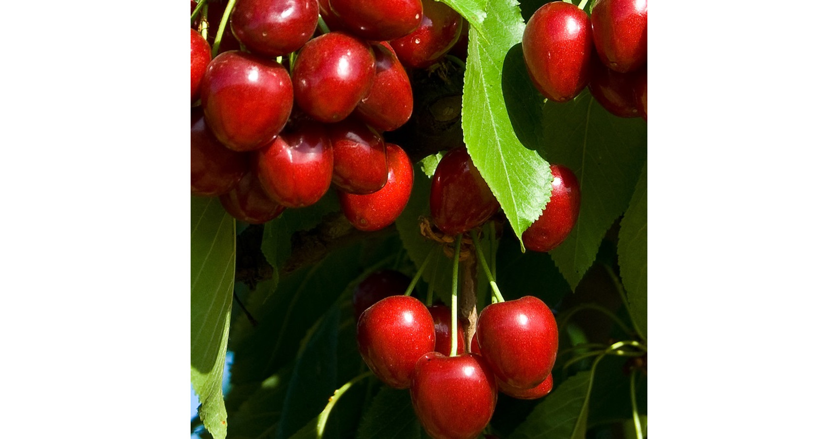 'Münchebergi korai' cseresznye