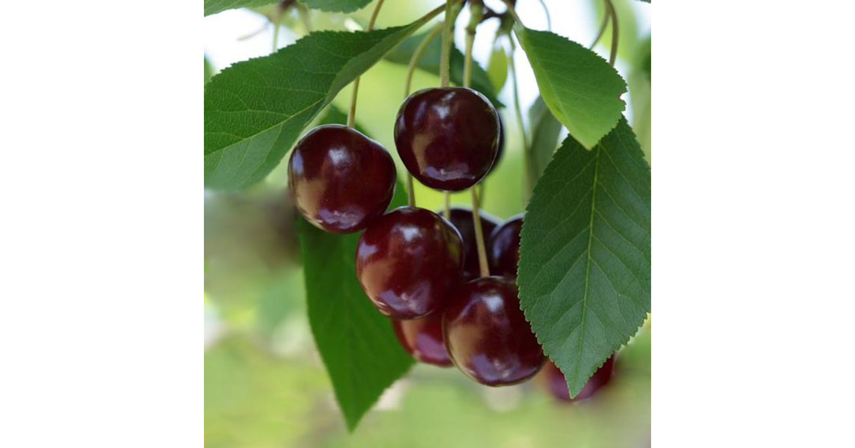 'Csengődi' rezisztens meggyfa - Extra méretű koros meggyfa