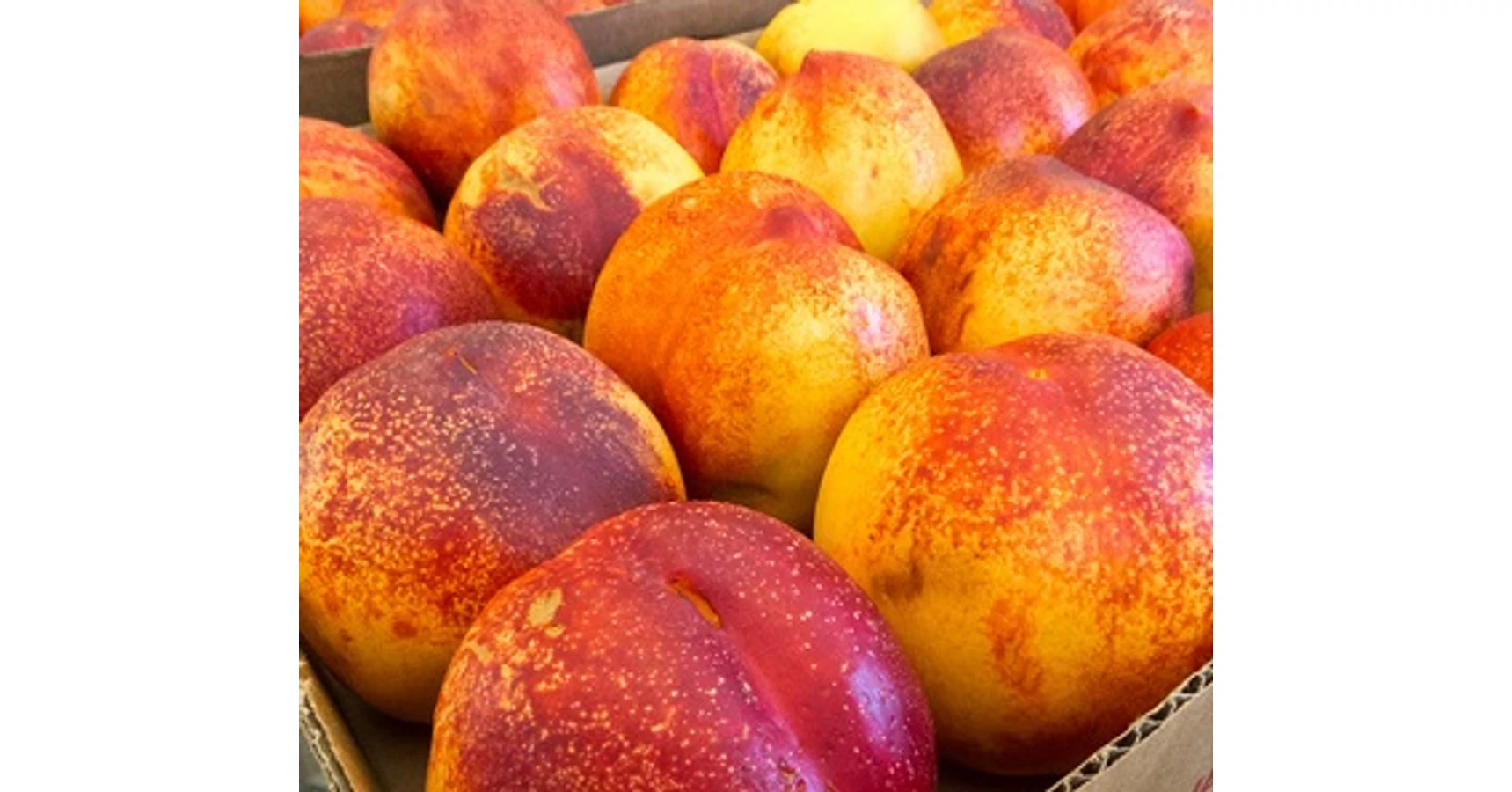 'Andosa' (syn.: 'Stark Redgold') kopaszbarackfa (nektarin)