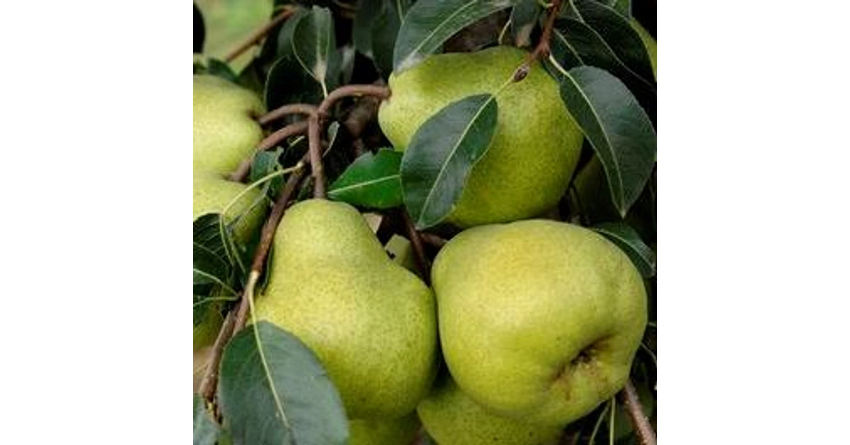 'Packham's Triumph' rezisztens körtefa