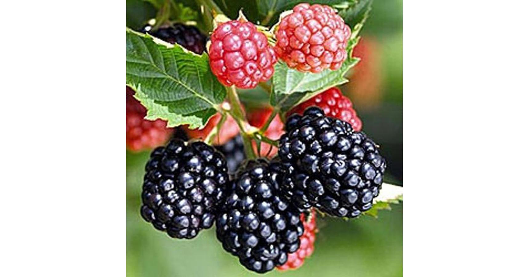 Rubus fruticosus 'Triple Crown' - Fekete szeder