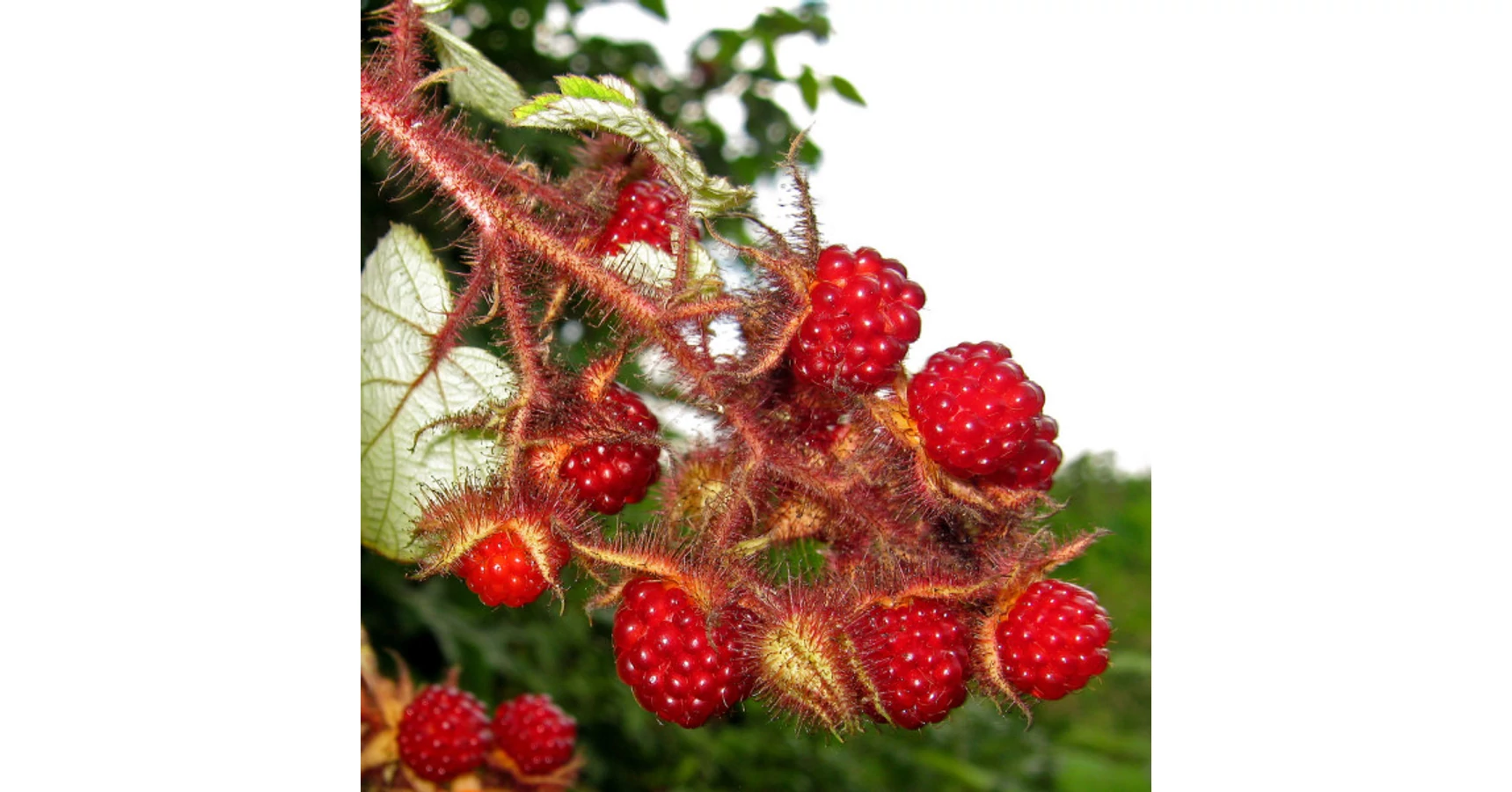 Rubus hybrid 'Japanese Wineberry' - Szedermálna