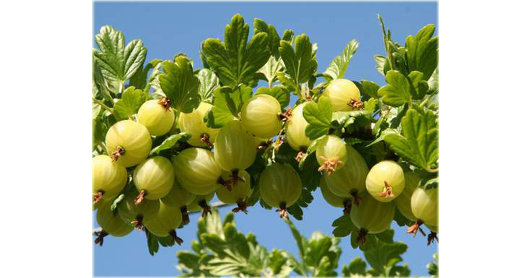 Ribes uva-crispa - Egres bokor