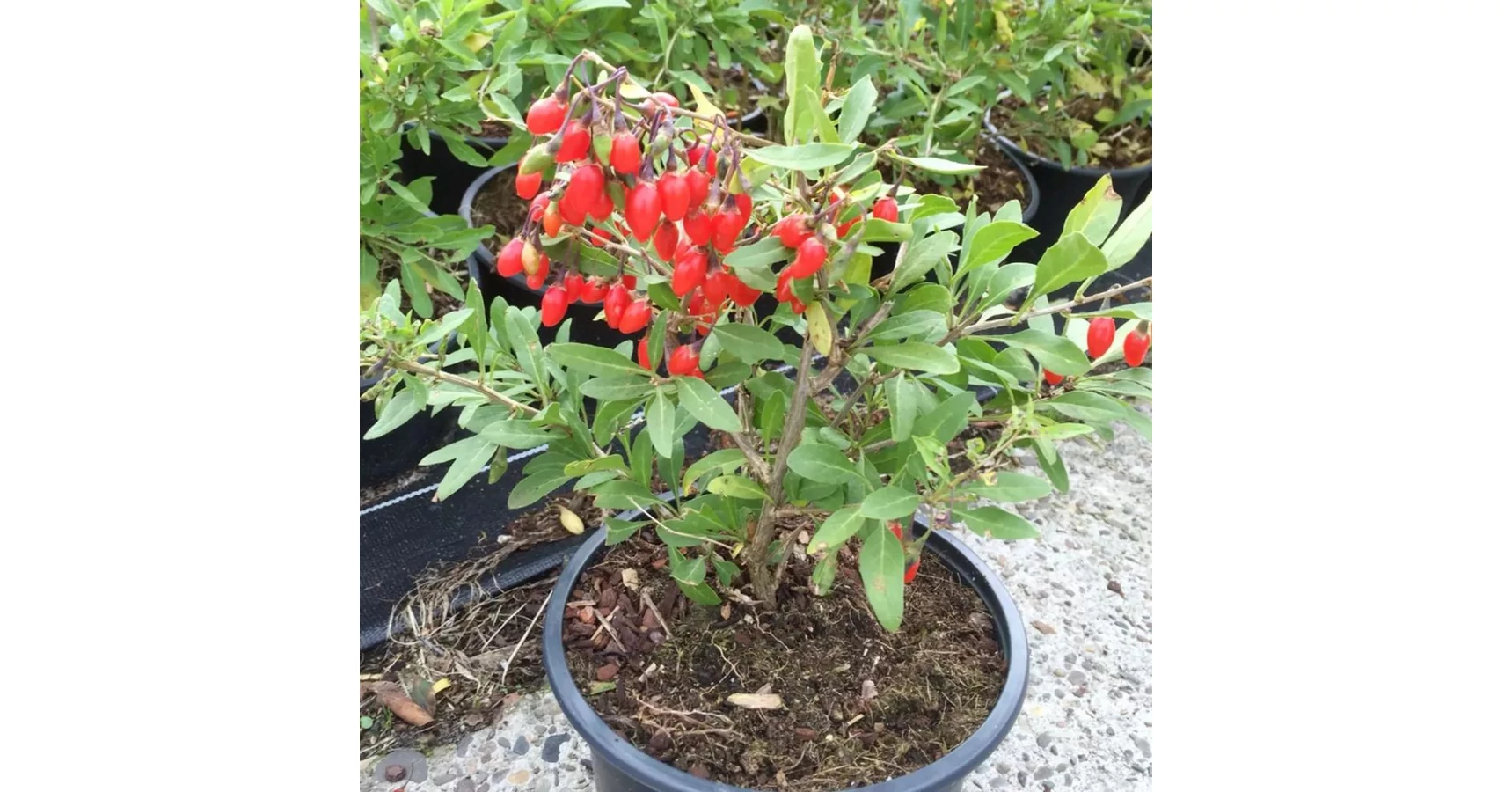 Lycium chinense 'Little Goji' – Törpe goji bogyó