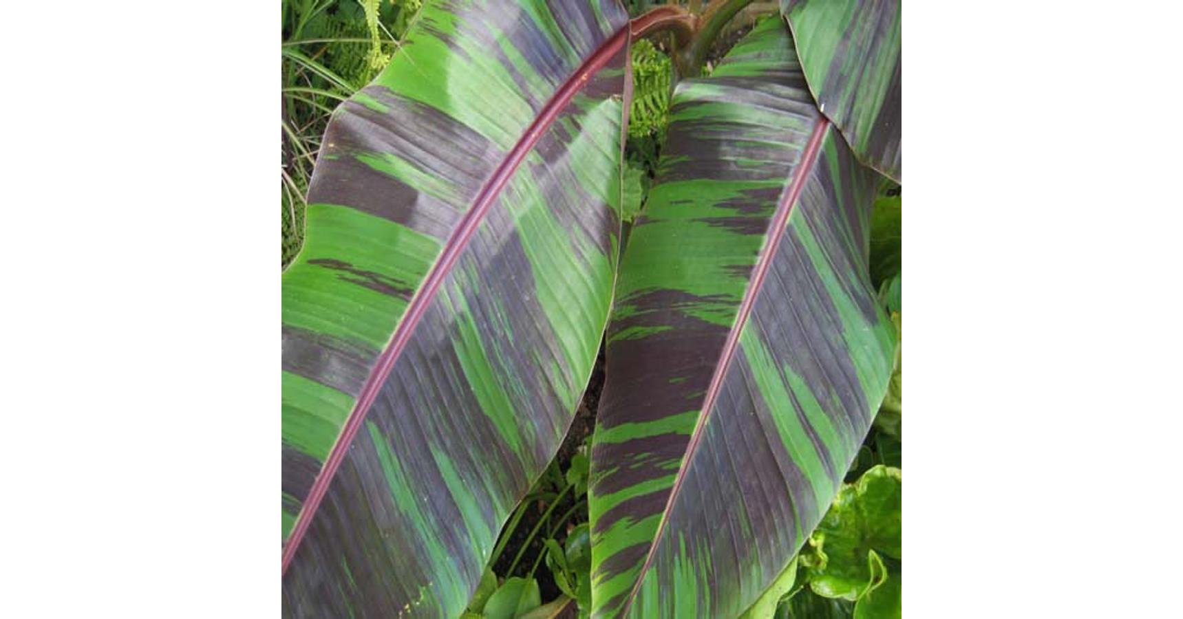 Musa 'Red Tiger' – Banán