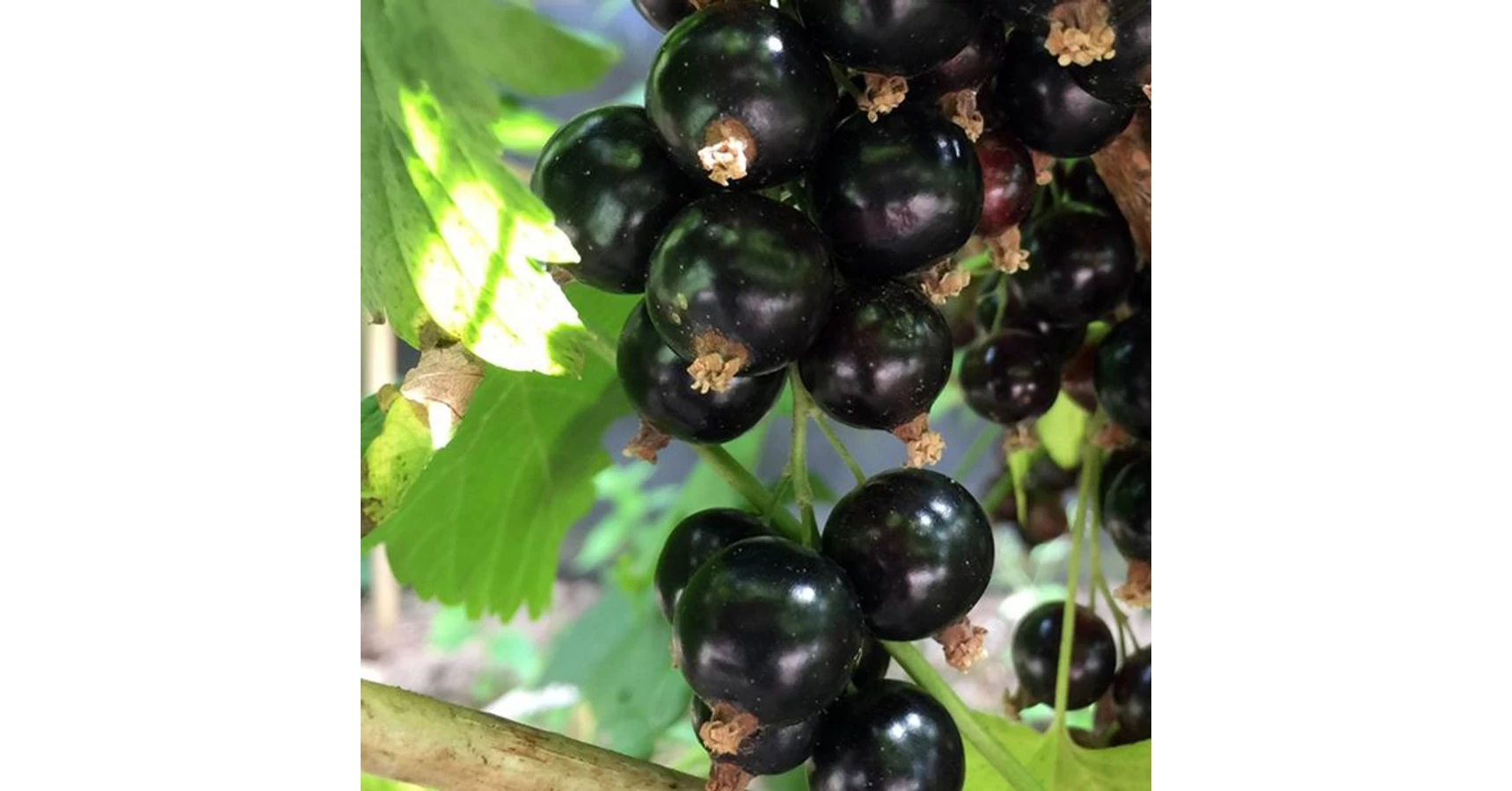 Ribes nigrum 'Ben Hope' fekete ribizli