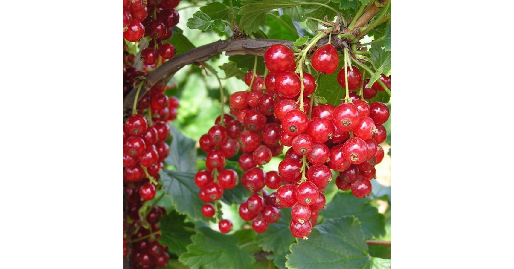 Ribes rubrum 'Detvan' - Piros ribizli