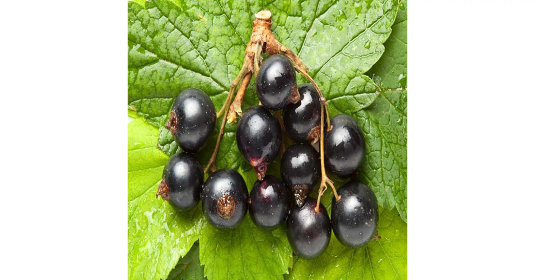 Ribes nigrum 'Ben Sarek' – Fekete ribizli