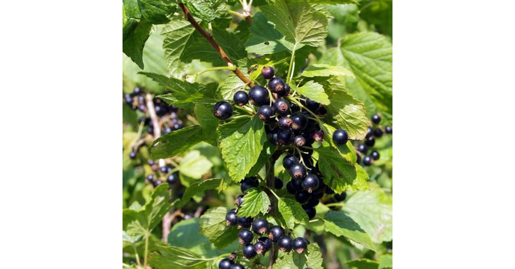 Ribes nigrum 'Blackdown' (syn.: 'Black Down') – Fekete ribizli