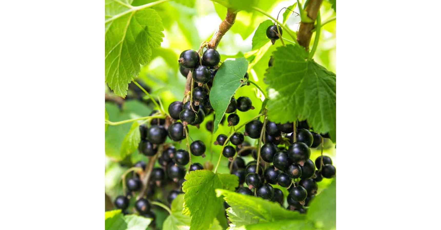 Ribes nigrum 'Silvergieters Schwarze' – Fekete ribizli