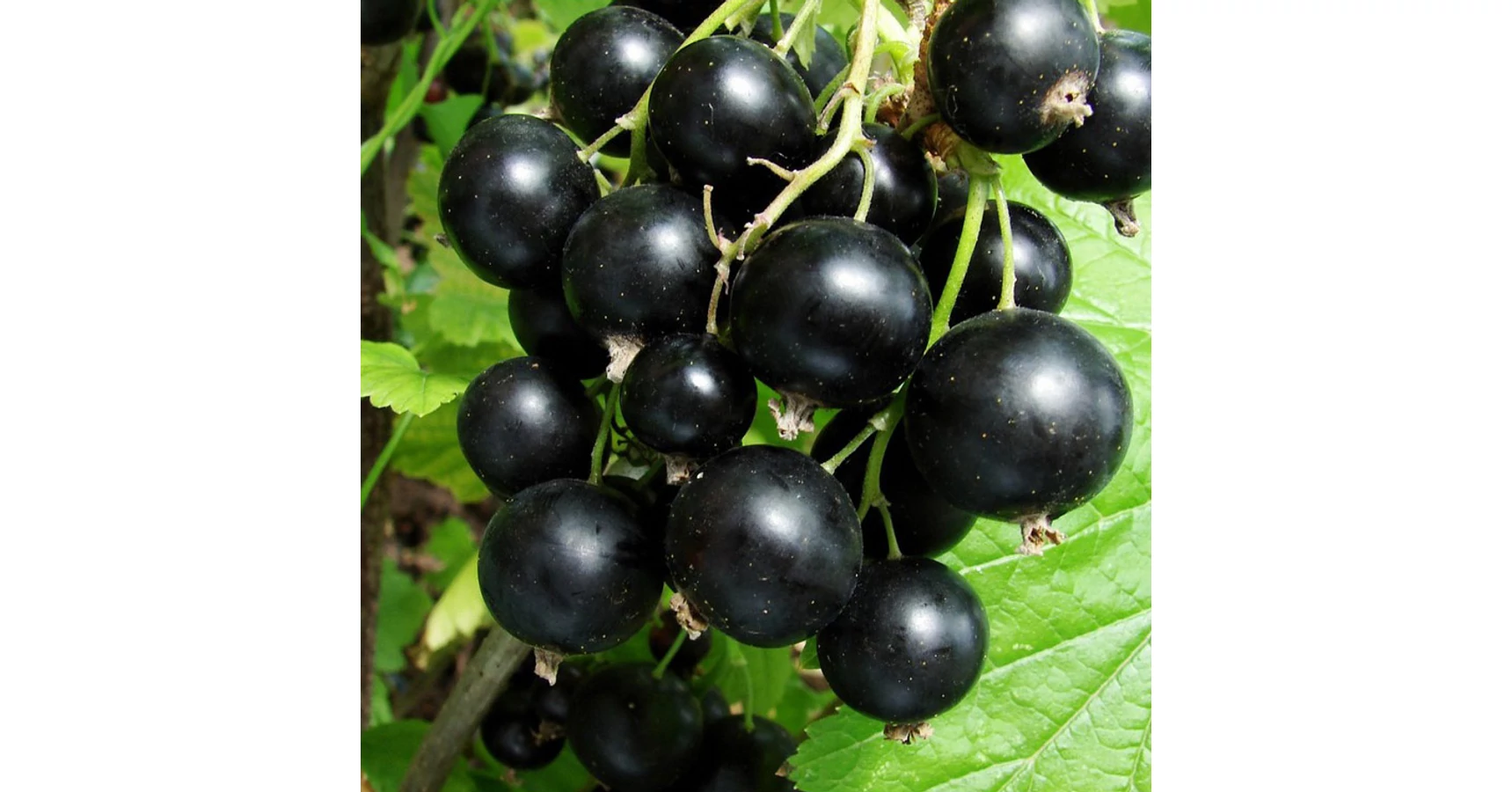 Ribes nigrum 'Tisel' – Fekete ribizli