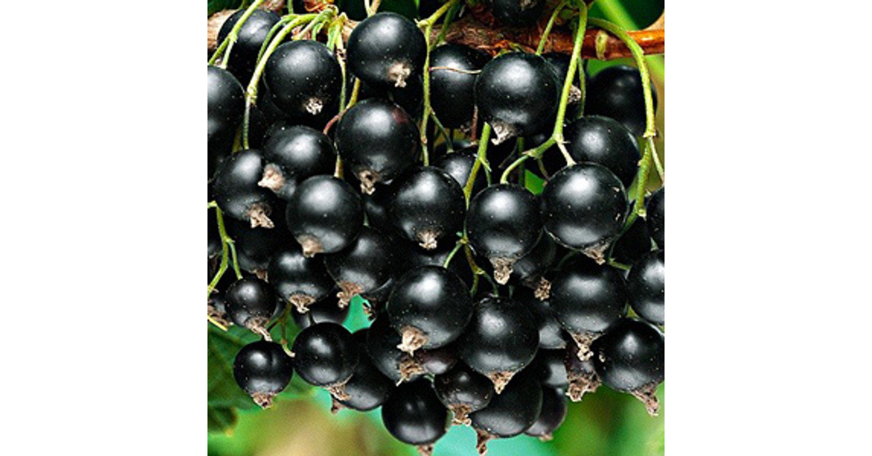 Ribes nigrum 'Titánia' – Fekete ribizli