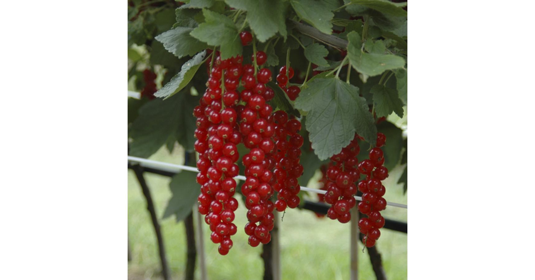 Ribes rubrum 'Rovada' rezisztens piros ribizli