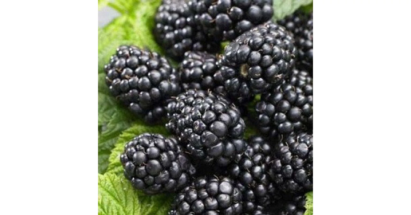 Rubus fruticosus 'Brzezina' – Fekete szeder